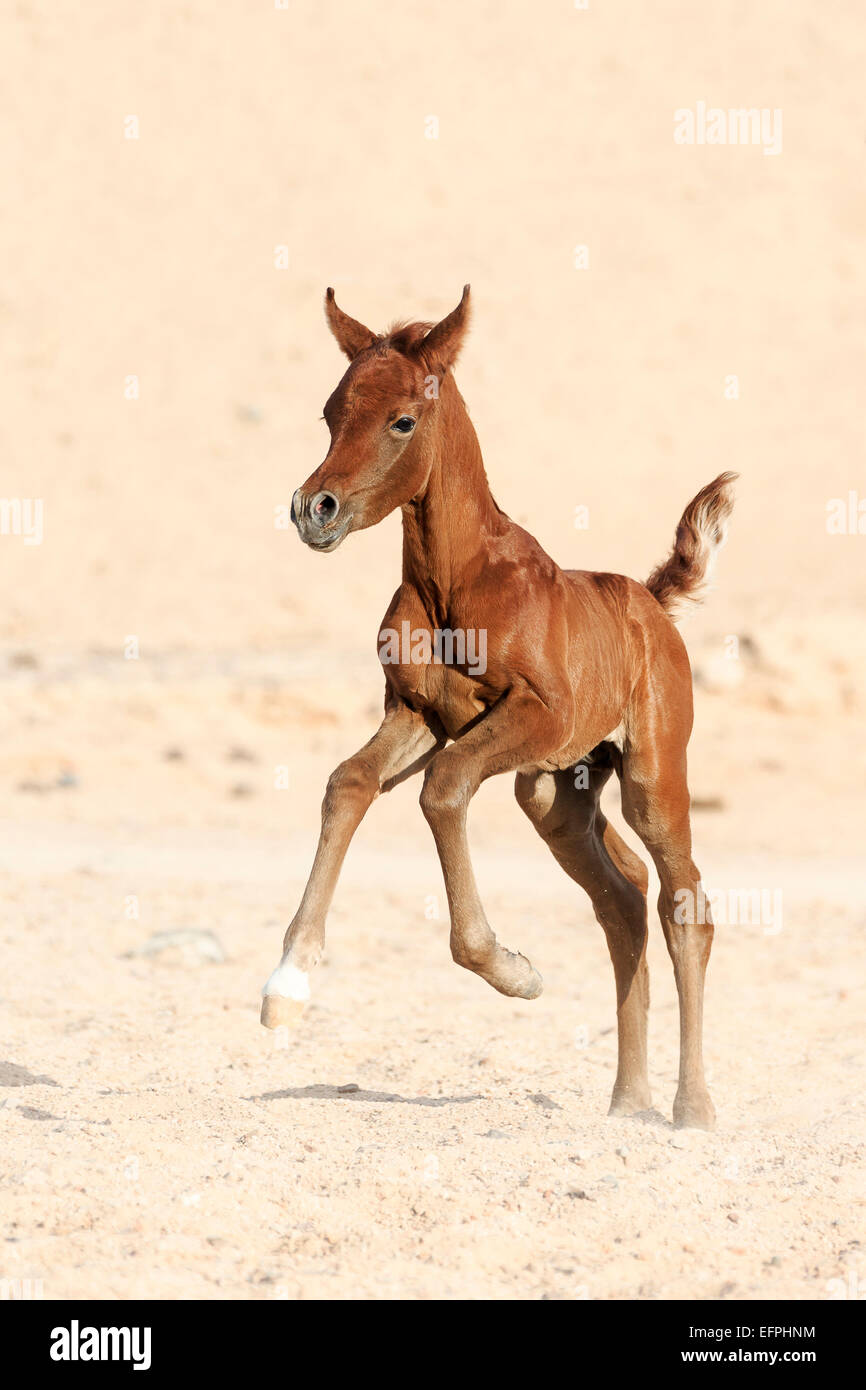 Arabian Horse Chestnut foal galloping the desert Egypt Stock Photo - Alamy