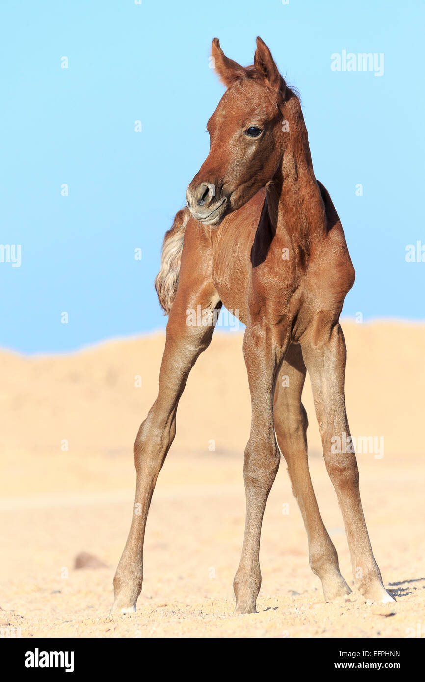 Eg horse hi-res stock photography and images - Alamy