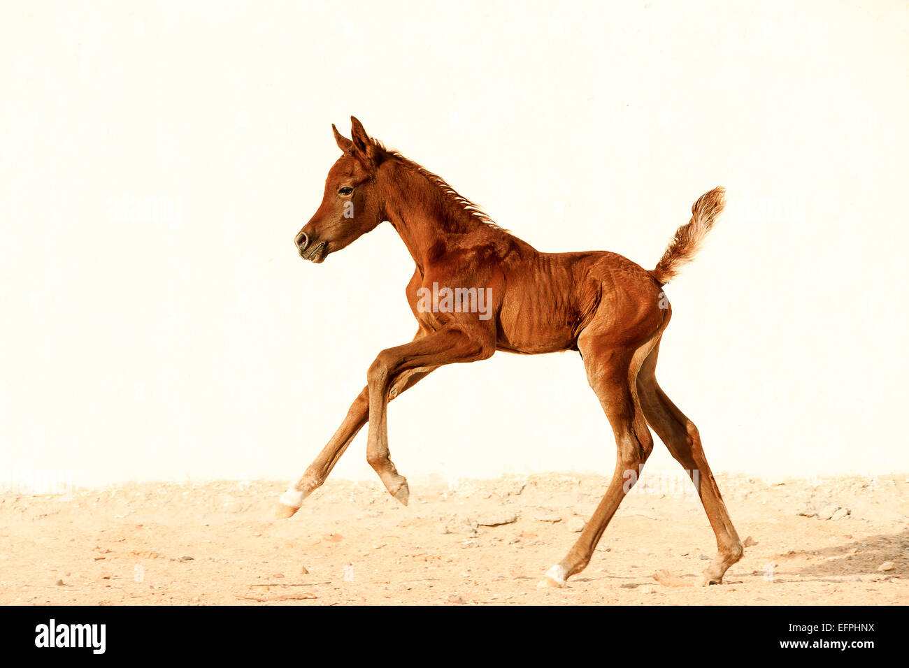 Egypt sorrel chestnut hi-res stock photography and images - Alamy