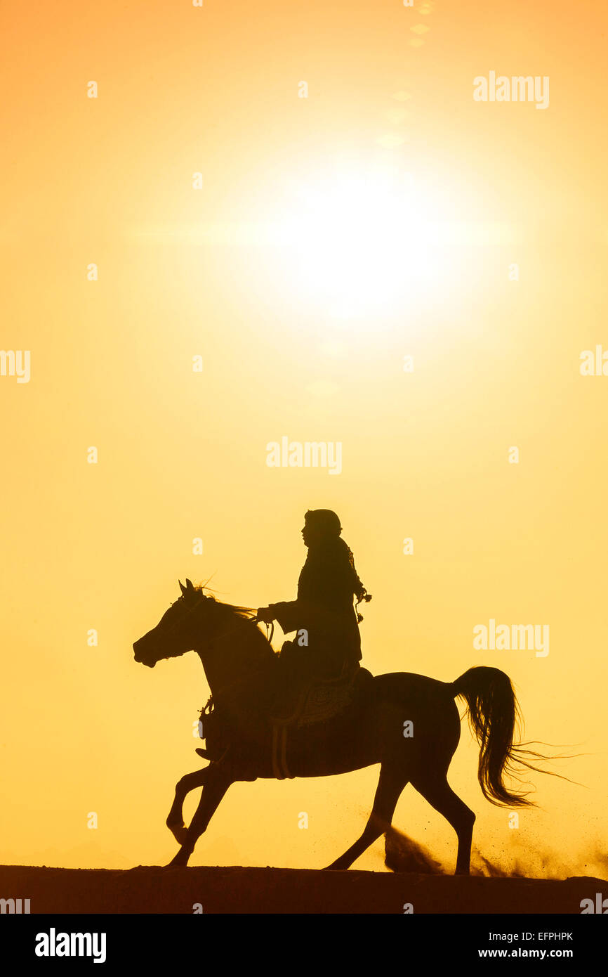 Arabian Horse Rider traditional dress bay stallion galloping the desert ...