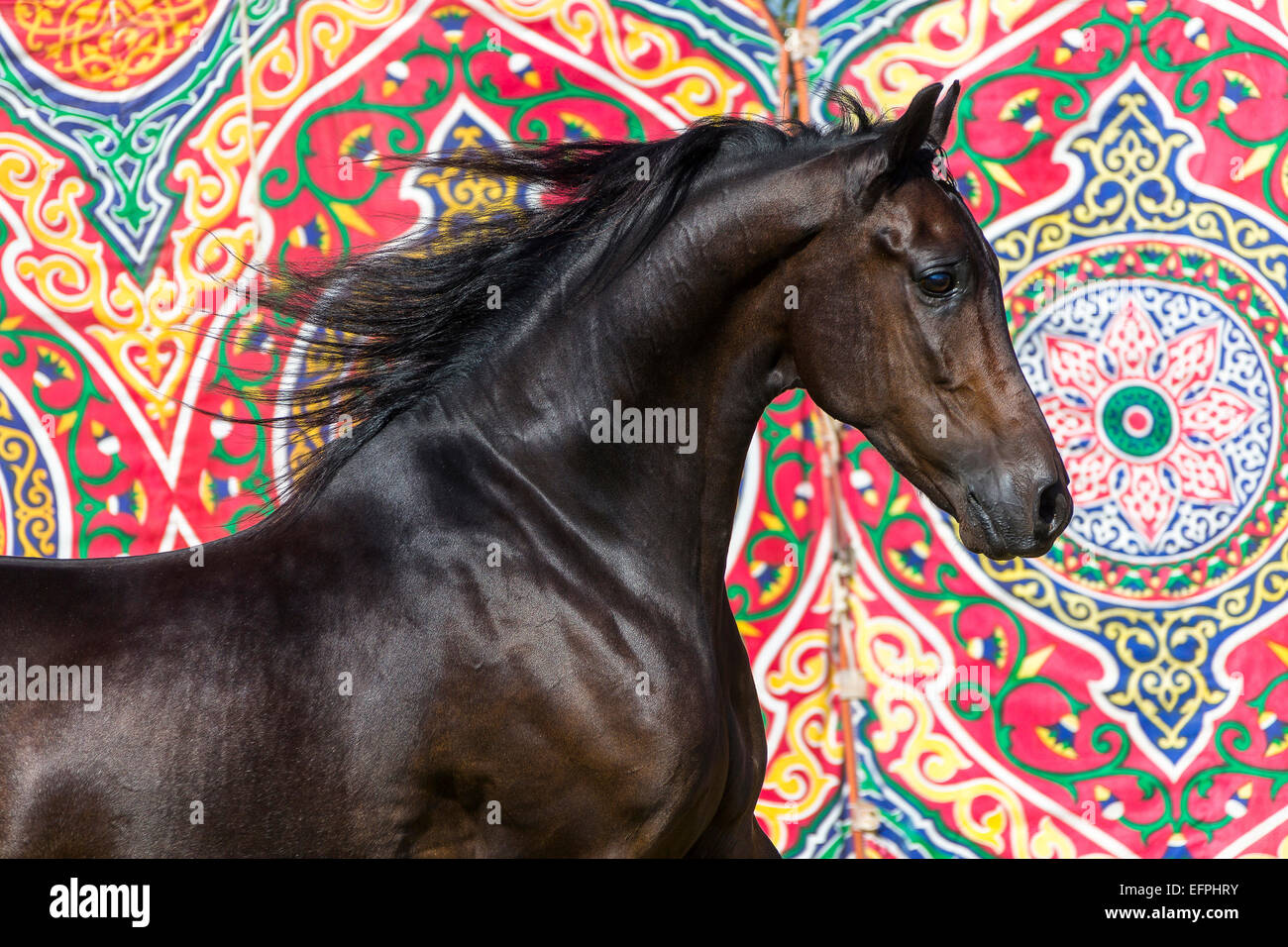 Arabian Horse Portrait bay stallion colourful wall tapestry background ...