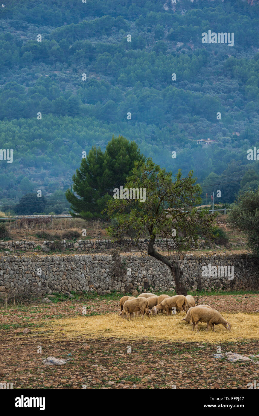 Soller valley is famous for it's production of oranges and lemons Stock ...
