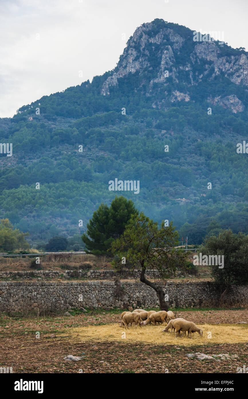 Soller valley is famous for it's production of oranges and lemons Stock ...