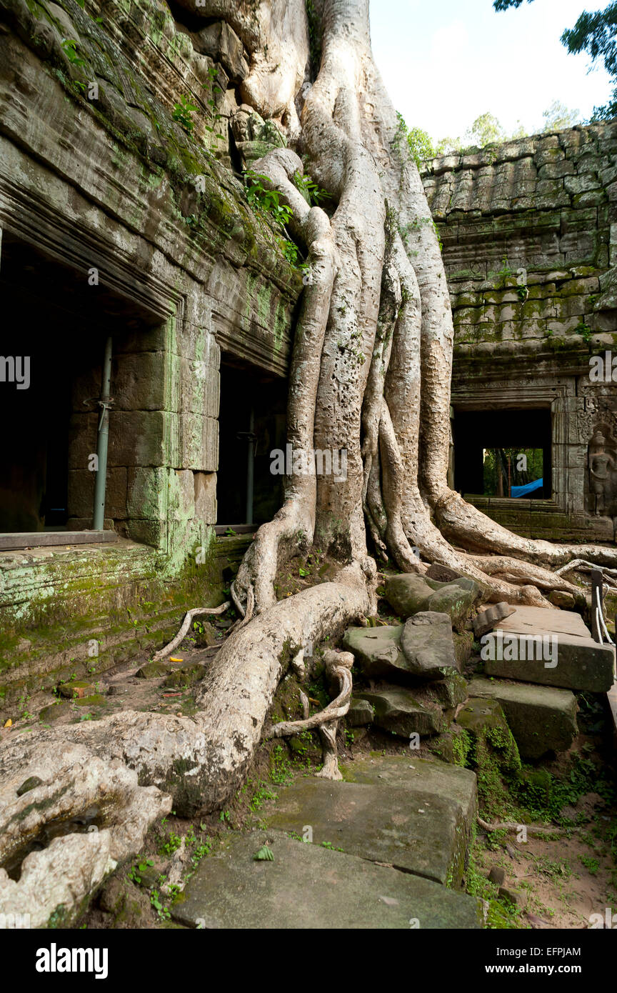 Kapok tree growing in the ruins of Preah Khan Temple, UNESCO, Angkor ...