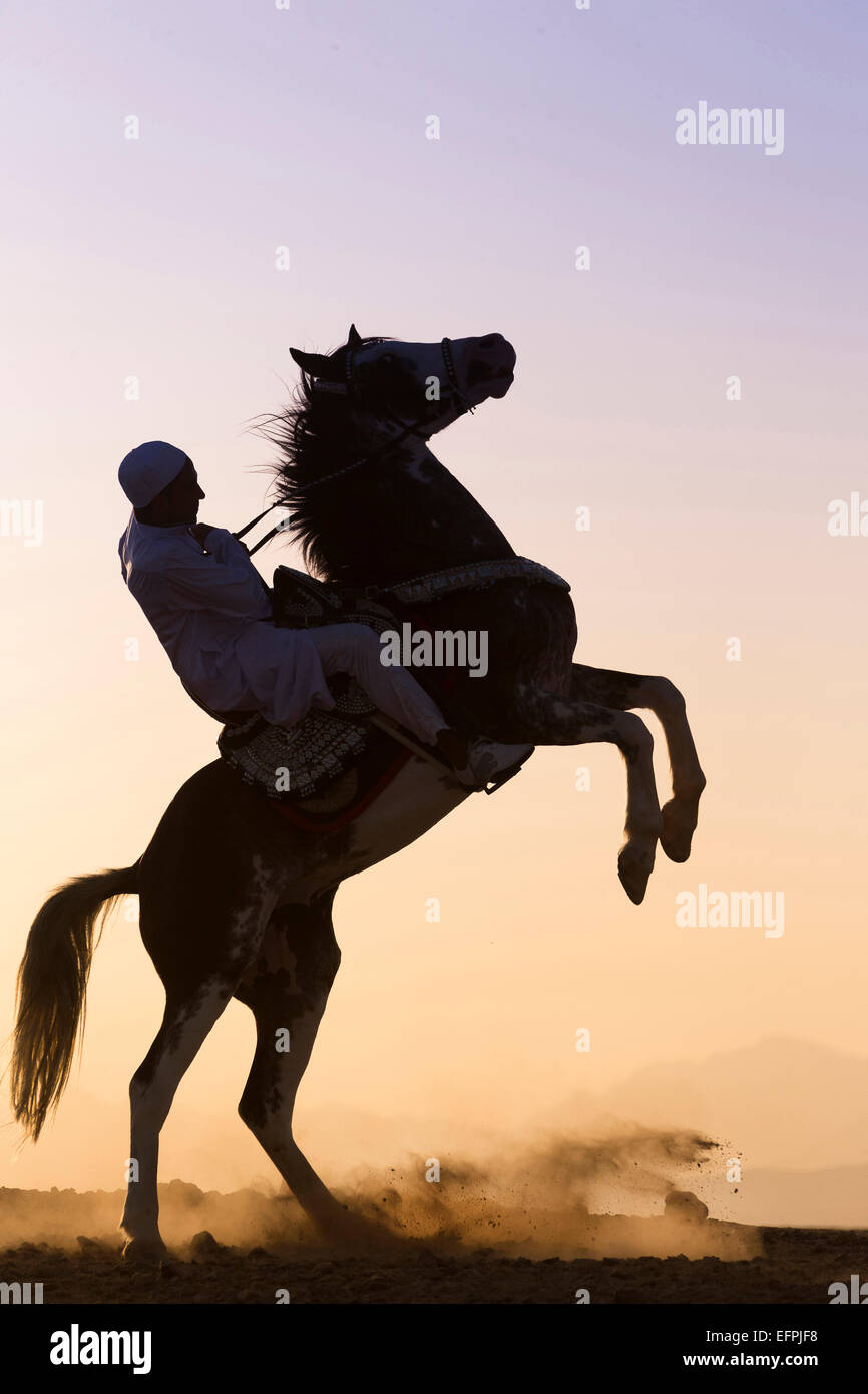 Rearing Horse With Rider Silhouette Rearing Horse Svg Etsy