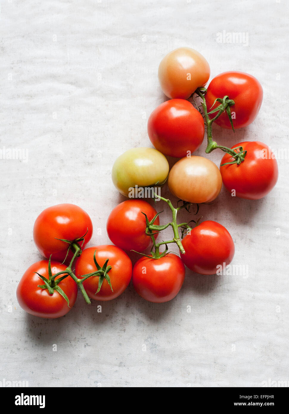 Still life of fresh vine tomatoes Stock Photo - Alamy