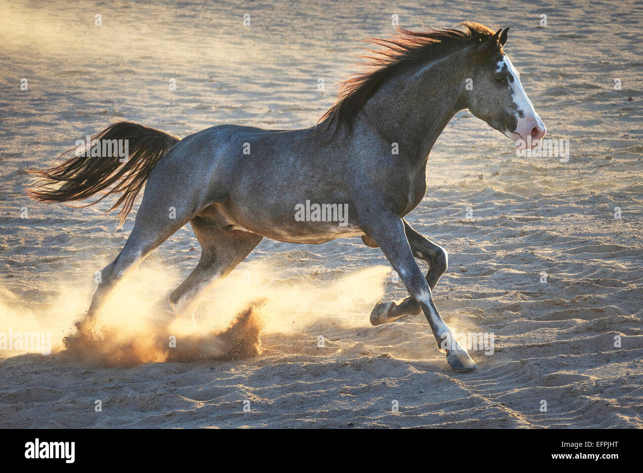Blue Roan Arabian Horses