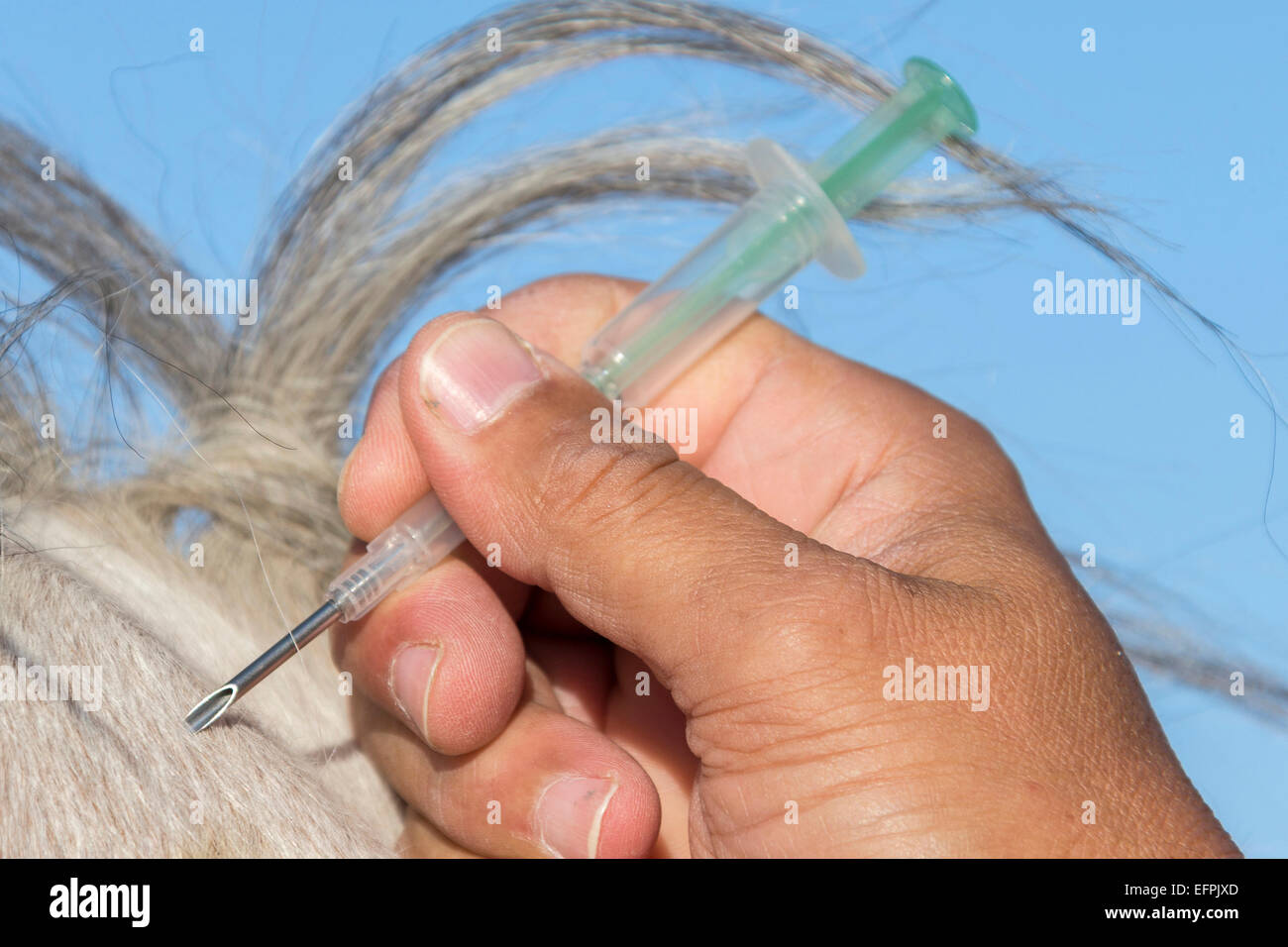 Microchip being injected below the skin domestic horse Egypt Stock ...