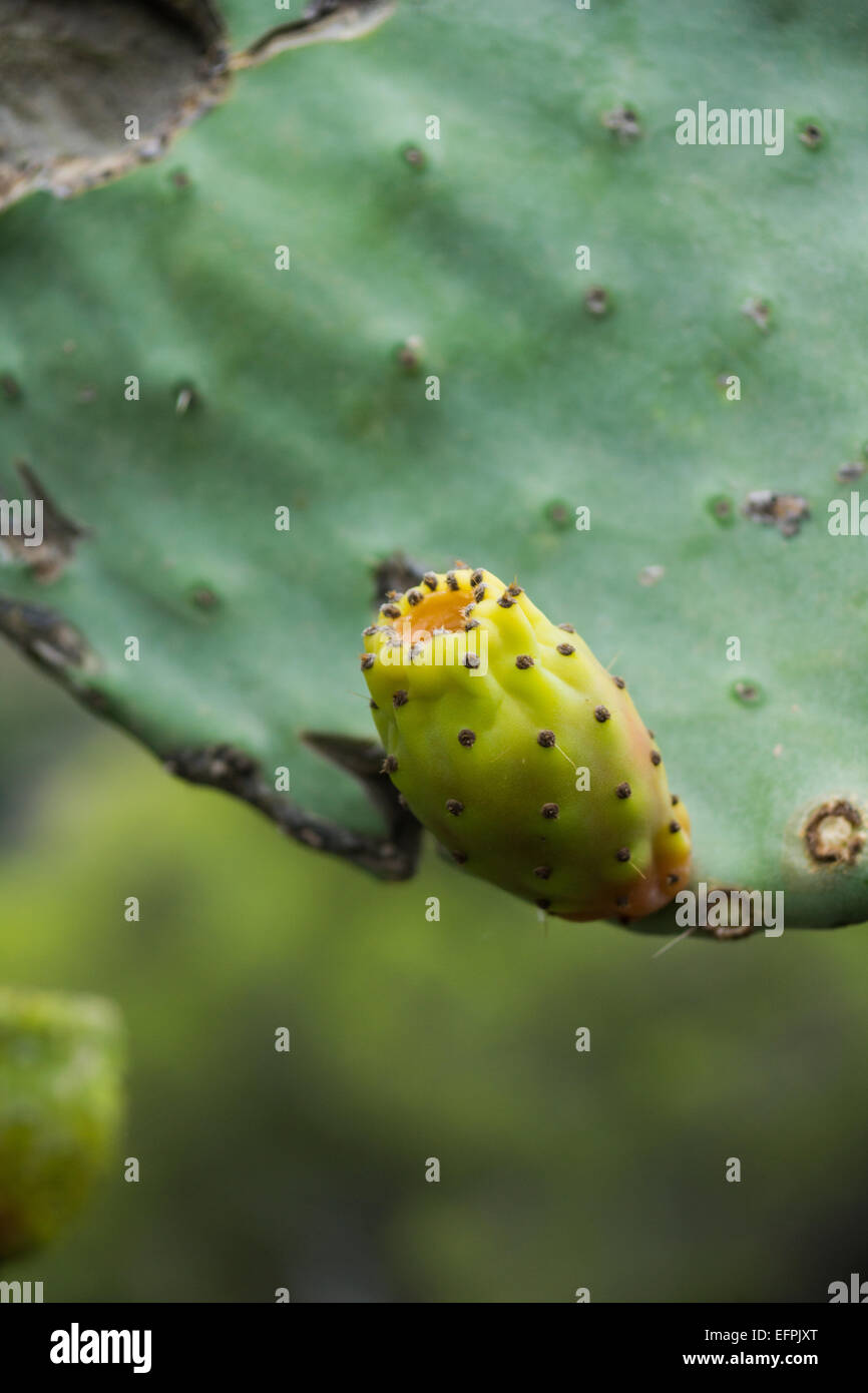 Majorca fauna hi-res stock photography and images - Alamy