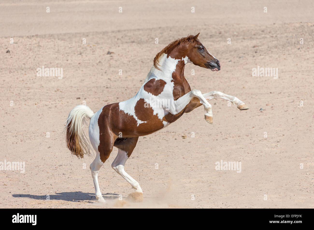 Pintabian Skewbald stallion rearing the desert Egypt Stock Photo - Alamy