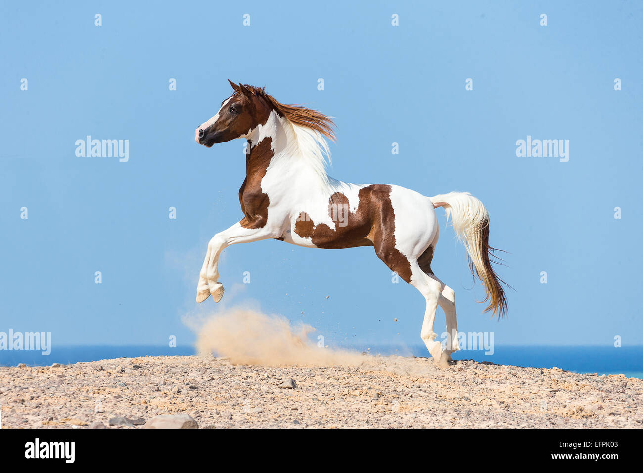 Pintabian Skewbald stallion leaping the desert Egypt Stock Photo - Alamy
