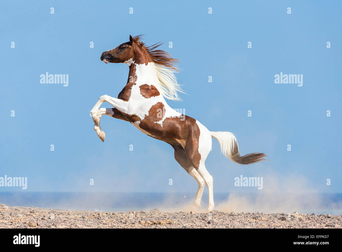 Pintabian Skewbald stallion rearing the desert Egypt Stock Photo - Alamy