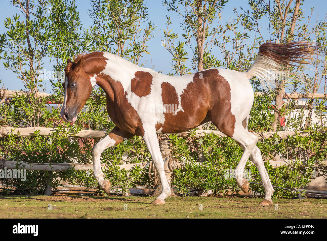 Pintabian hi-res stock photography and images - Alamy