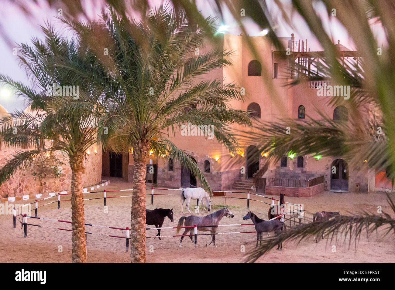 Horse stable paddock Egypt Stock Photo - Alamy