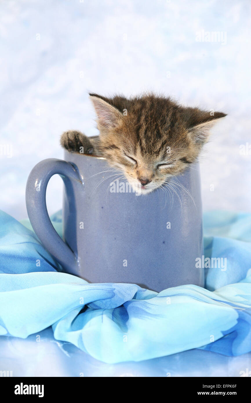 Domestic cat Tabby kitten sleeping blue mug Germany Stock Photo - Alamy
