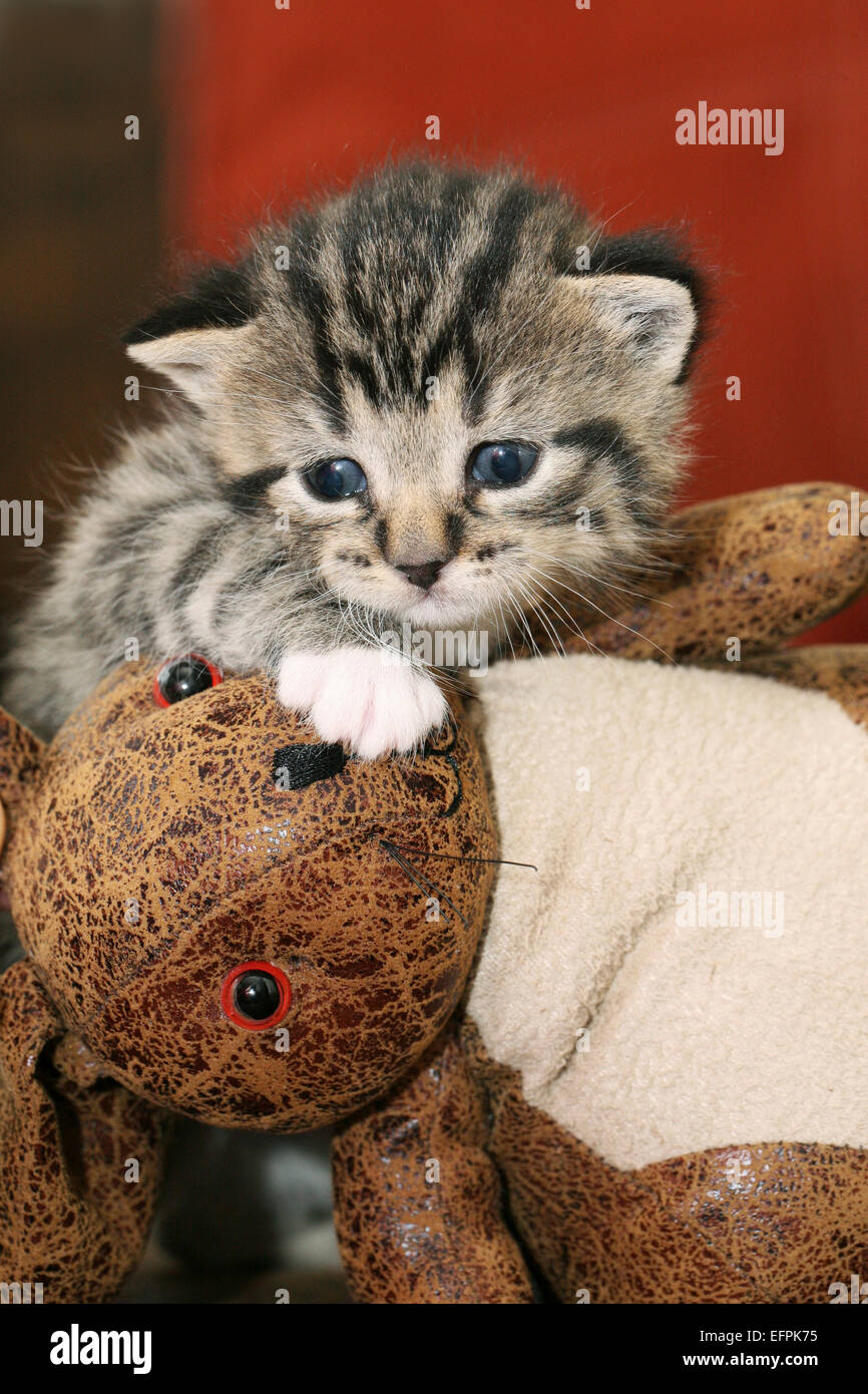 Domestic cat Tabby kitten old teddy bear Germany Stock Photo - Alamy