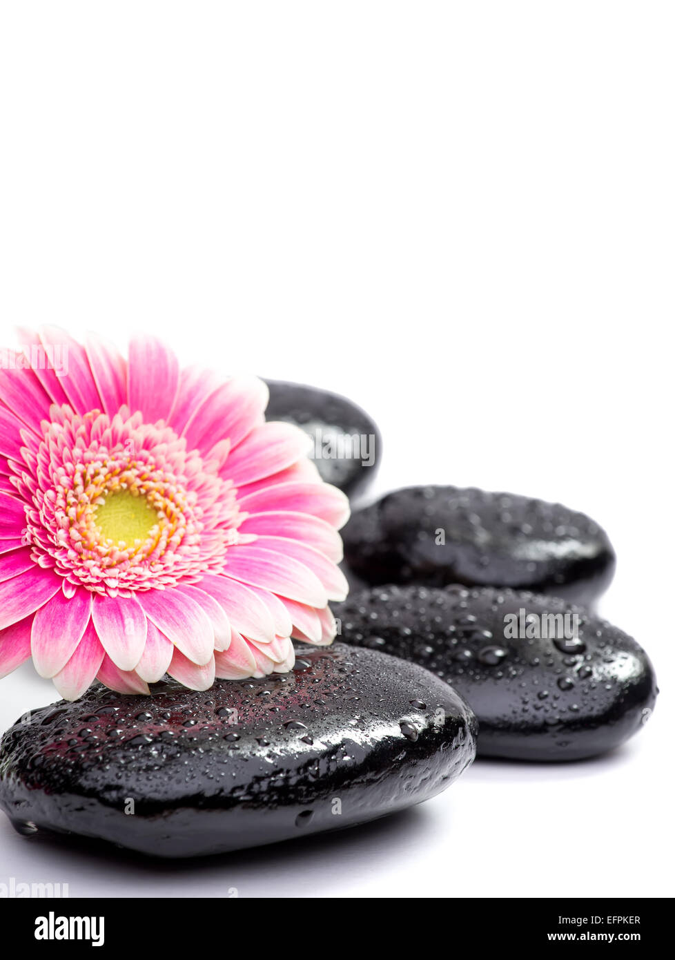 zen basalt stones and daisy isolated on white Stock Photo - Alamy