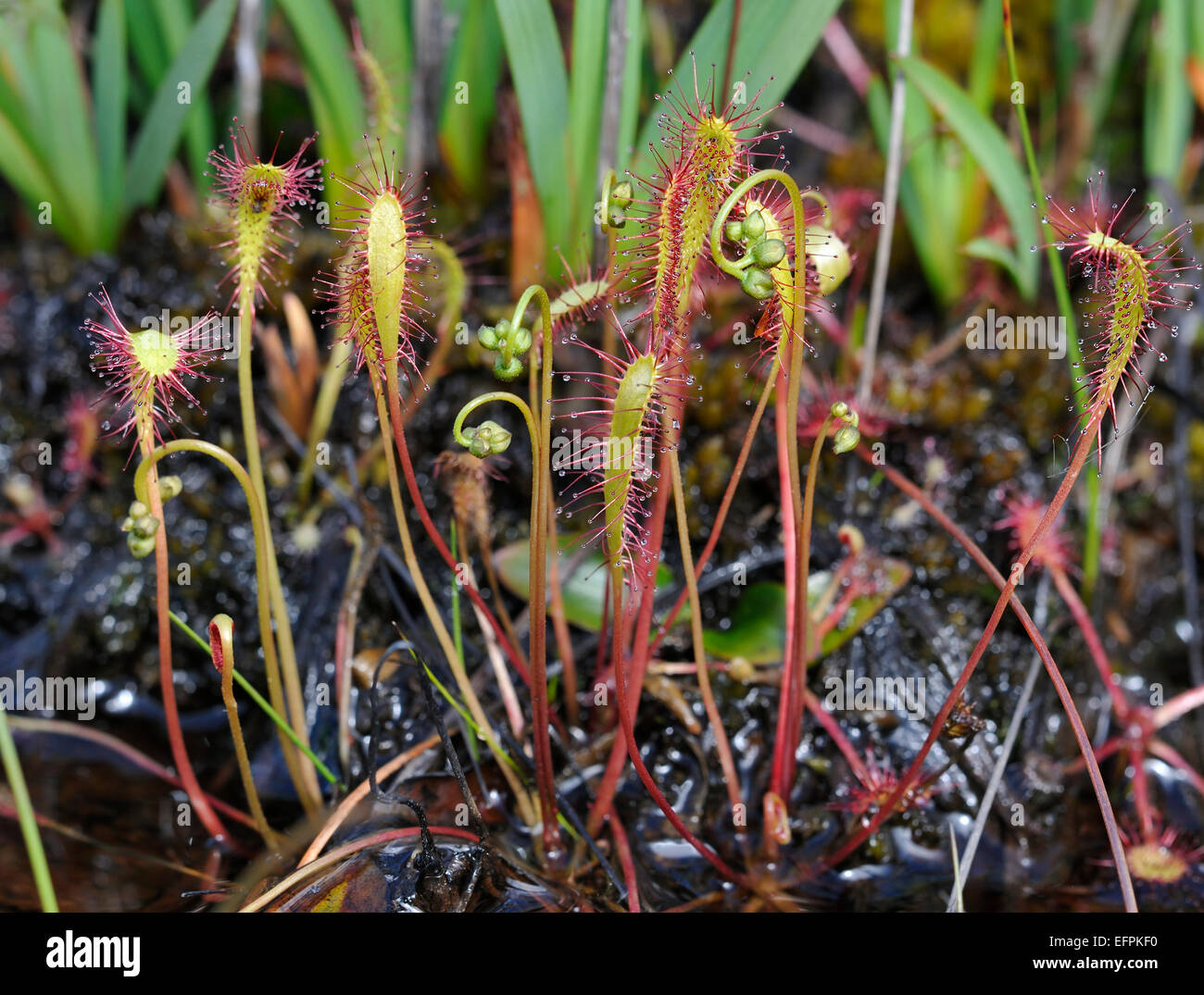 Great Sundew - Drosera anglica Growing in Peat Bog in Scottish ...