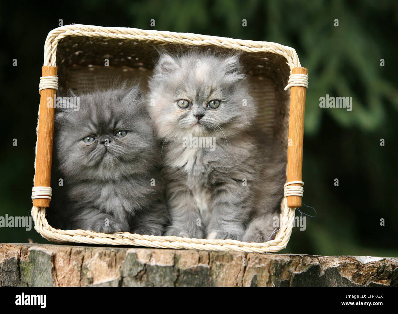 Persian Cat Pair kittens basket Germany Stock Photo - Alamy