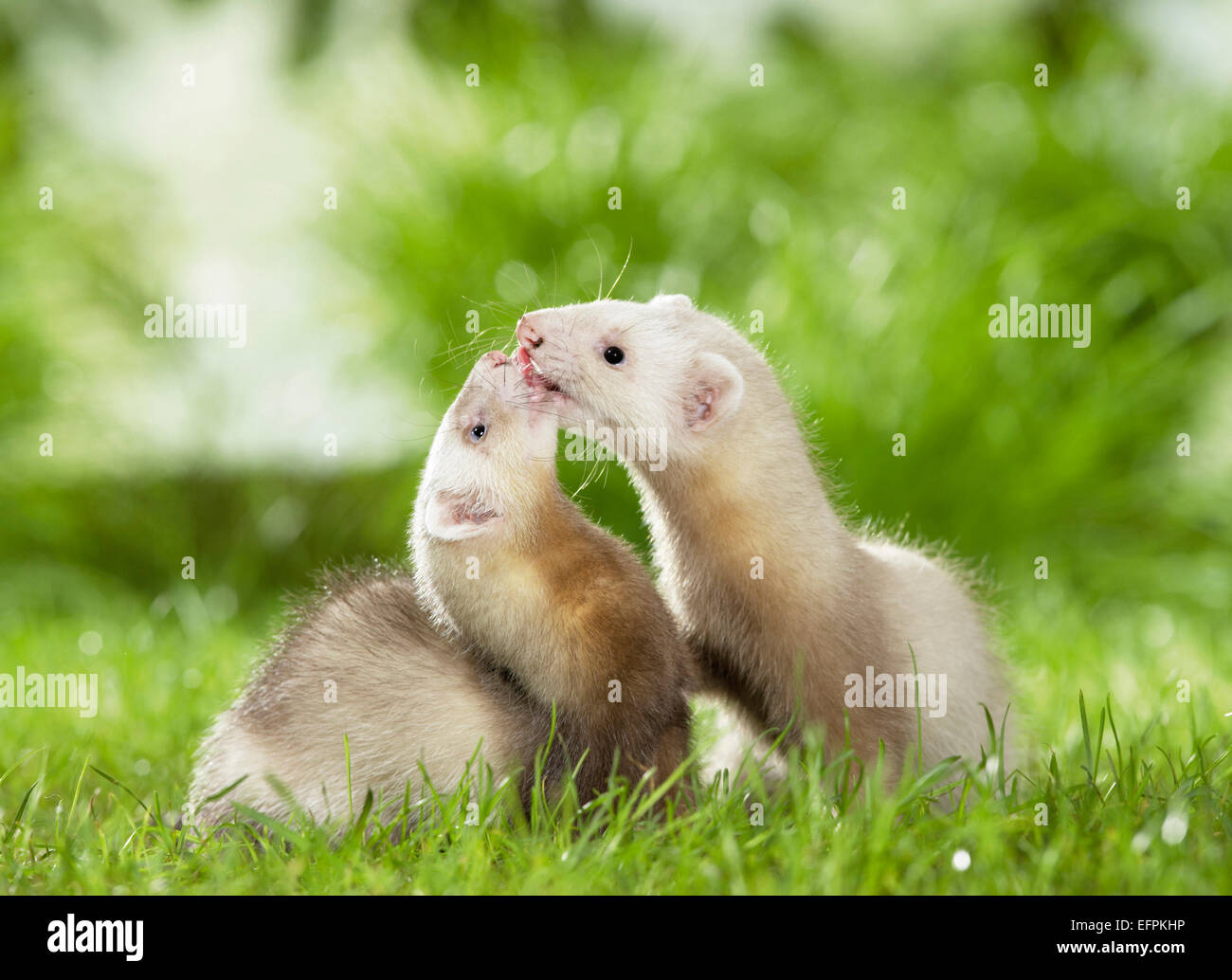 Ferret (Mustela putorius furo). Pair of juveniles playing in grass ...