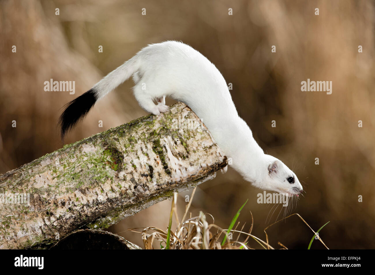 Coat ermine hi-res stock photography and images - Alamy