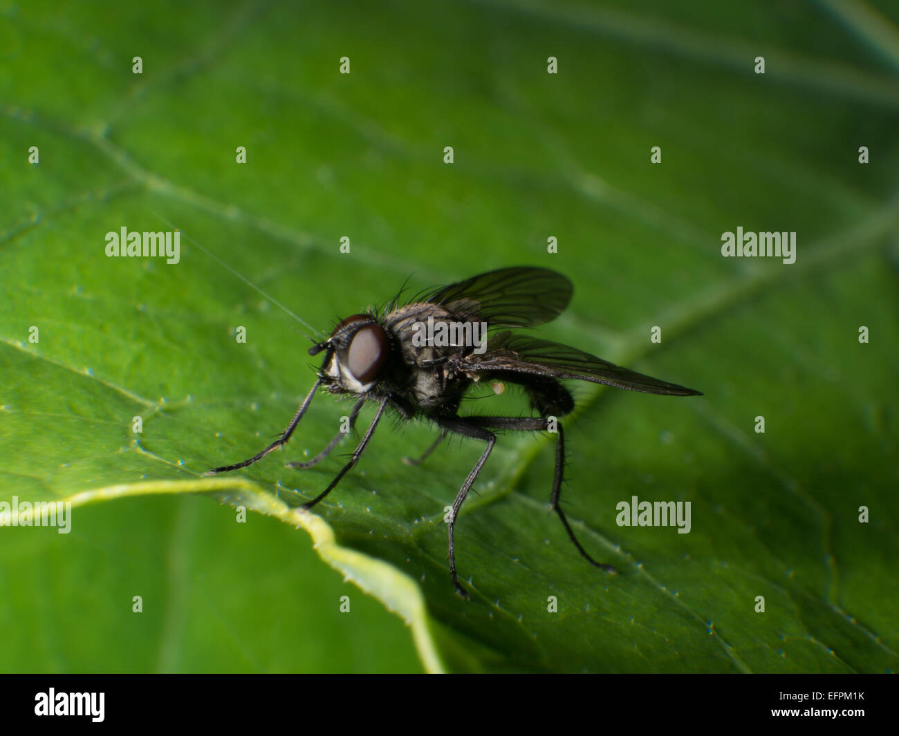 High magnification macro photo of a fly stood on a leaf Stock Photo - Alamy