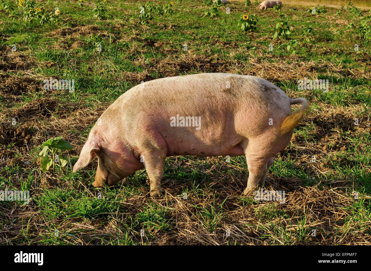 Pig field hi-res stock photography and images - Alamy
