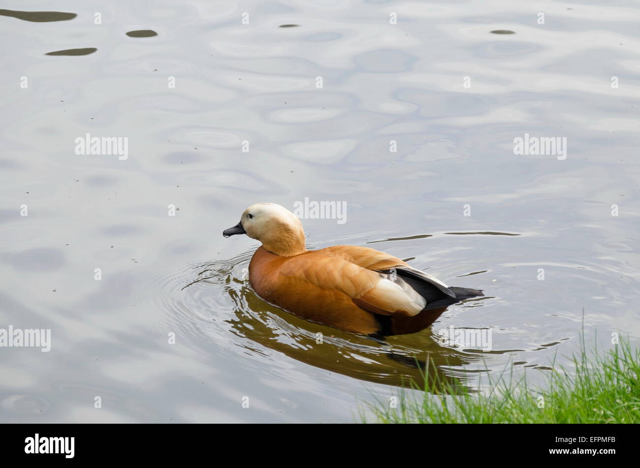 Orange Duck (Anas penelope) in pond Stock Photo - Alamy