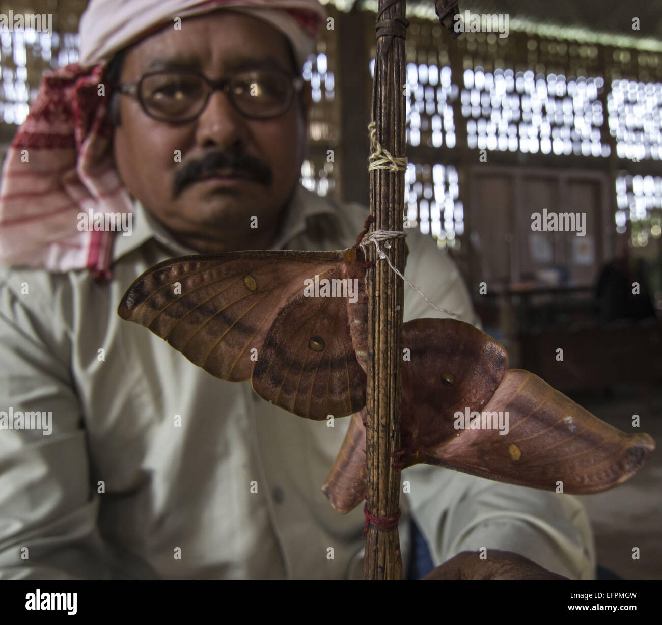 Assam moth hi-res stock photography and images - Alamy