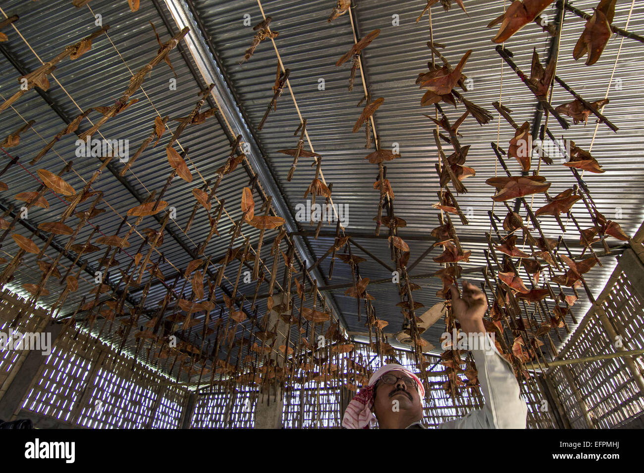 Muga silk moth hi-res stock photography and images - Alamy