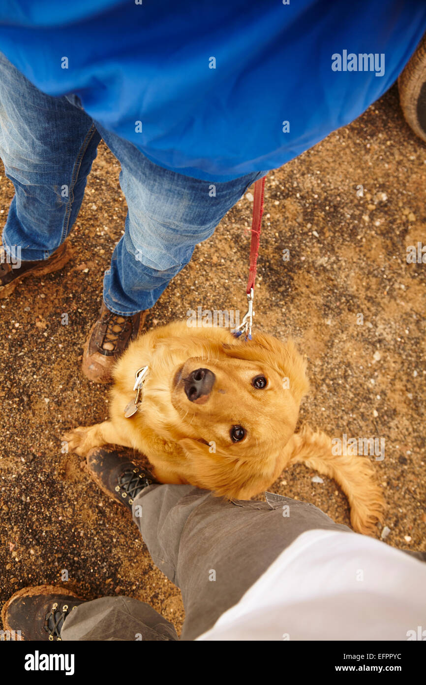 Overhead view of dog and legs standing on gravel road Stock Photo - Alamy