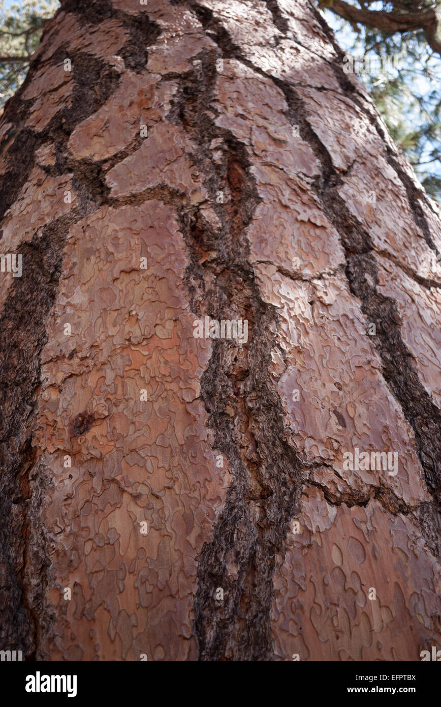 Closeup showing the texture of a giant redwood tree trunk Stock Photo ...