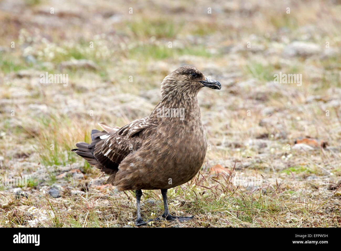 Great Skua (Stercorarius skua), Iceland Stock Photo - Alamy