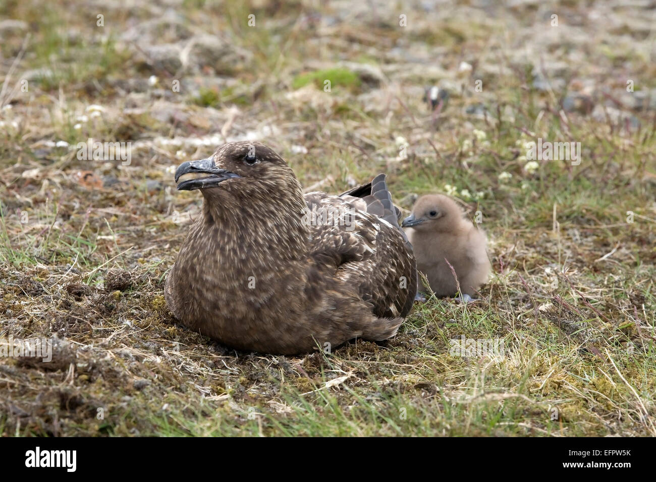 Great Skua (Stercorarius skua) with chick, Iceland Stock Photo - Alamy