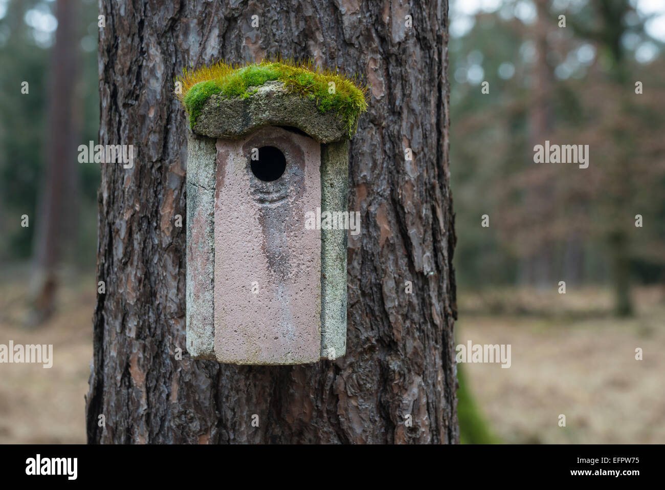Moss-covered bird house, Hesse, Germany Stock Photo - Alamy