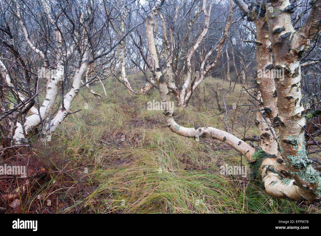 Downy birch branch hi-res stock photography and images - Alamy