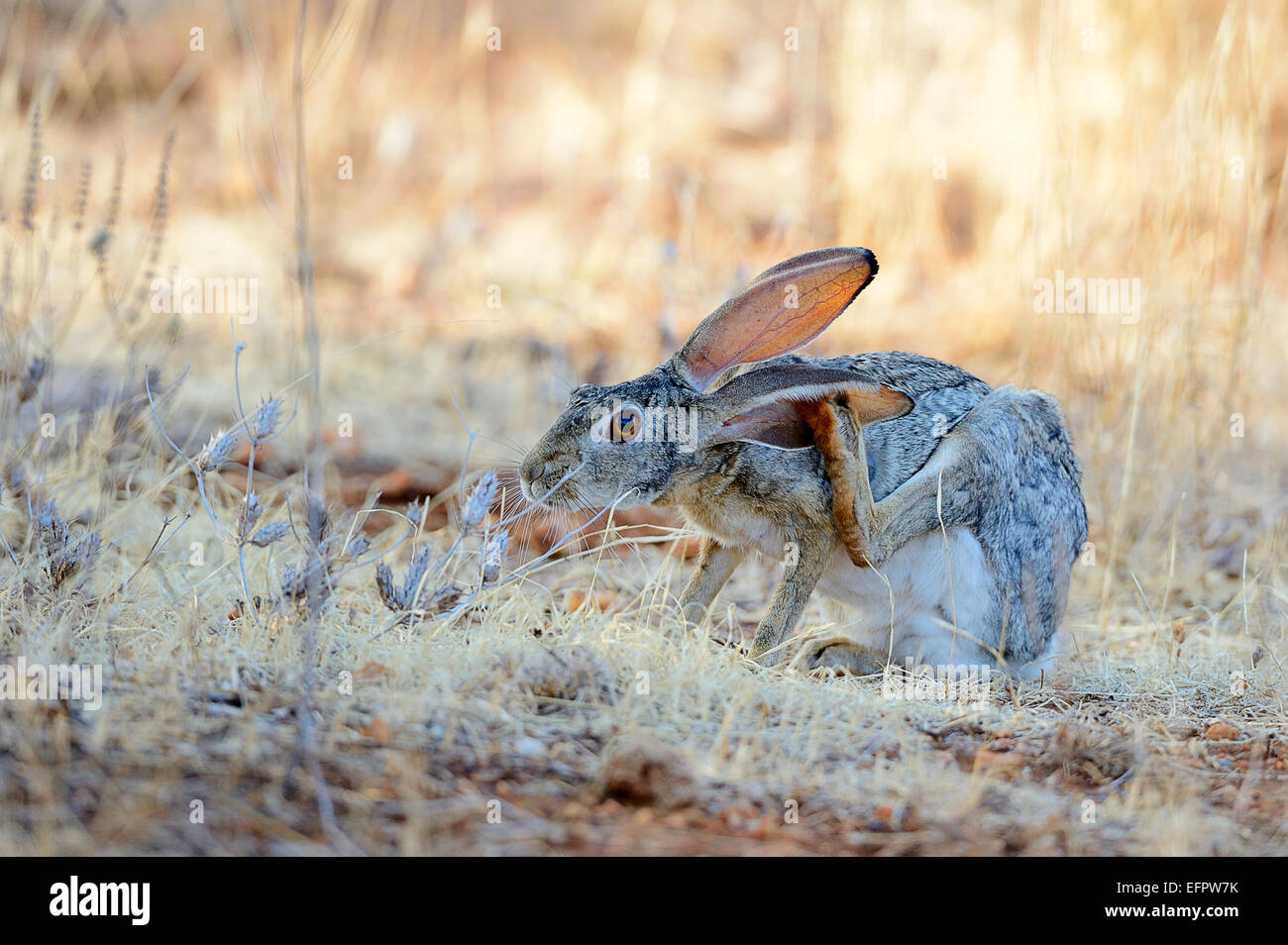 Scrub Hare (Lepus saxatilis), scratching its ear with a hind leg ...