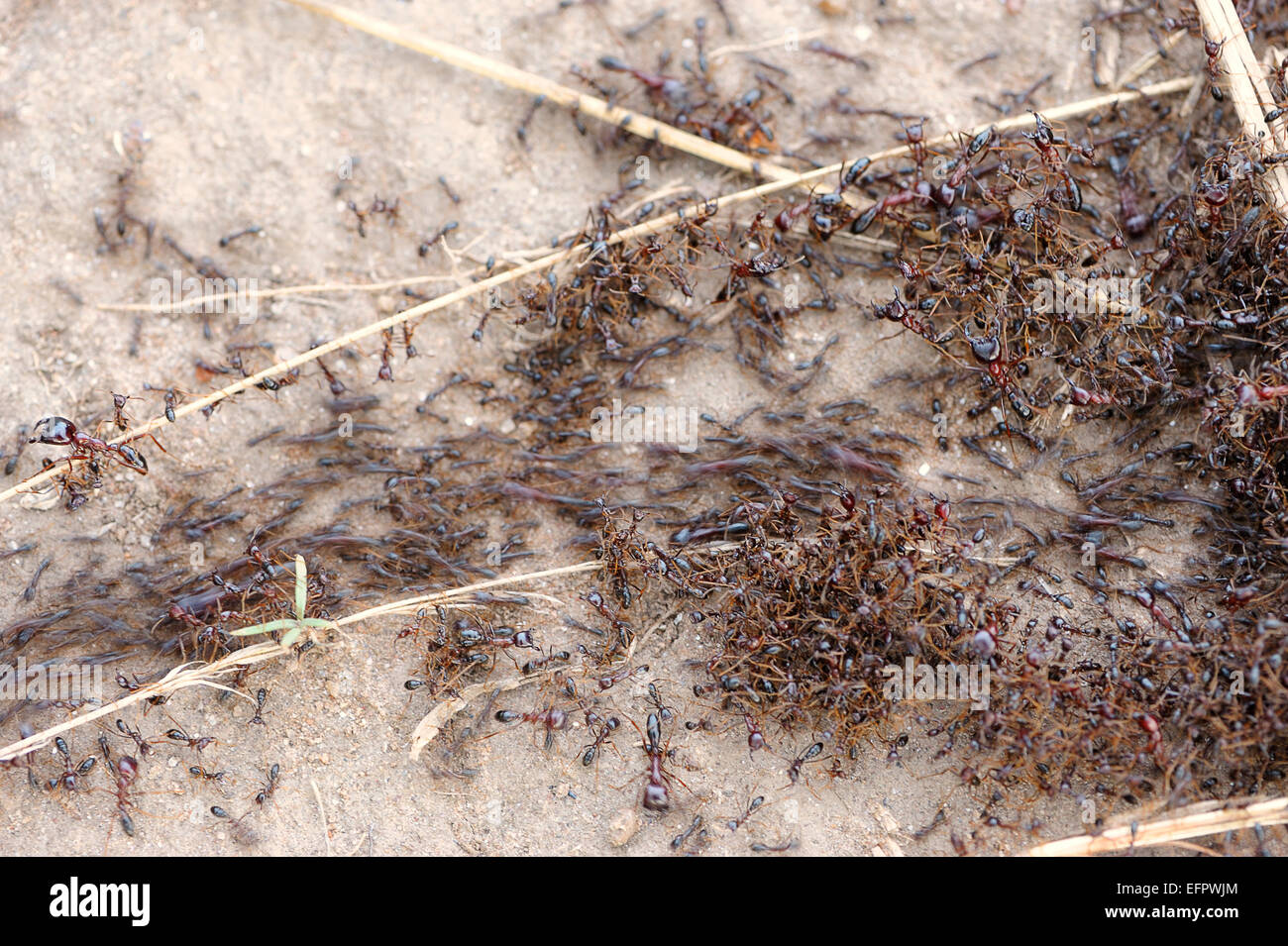 Driver ant hi-res stock photography and images - Alamy