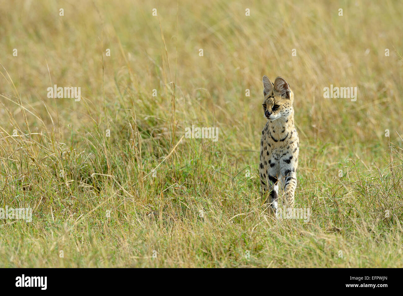 Serval (Leptailurus serval), female, stalking in her territory, Maasai ...
