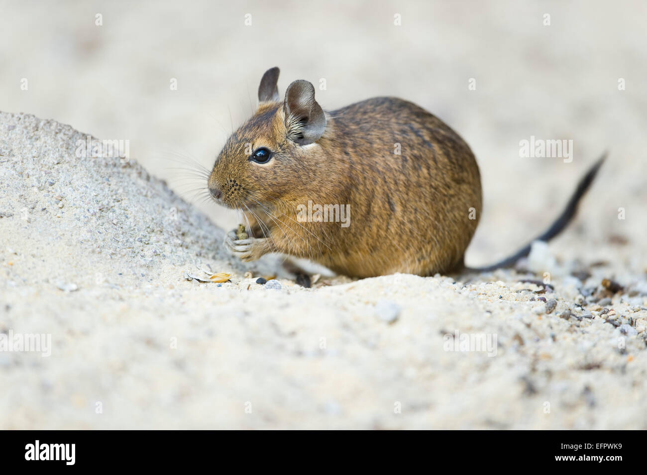 Native people chile hi-res stock photography and images - Alamy