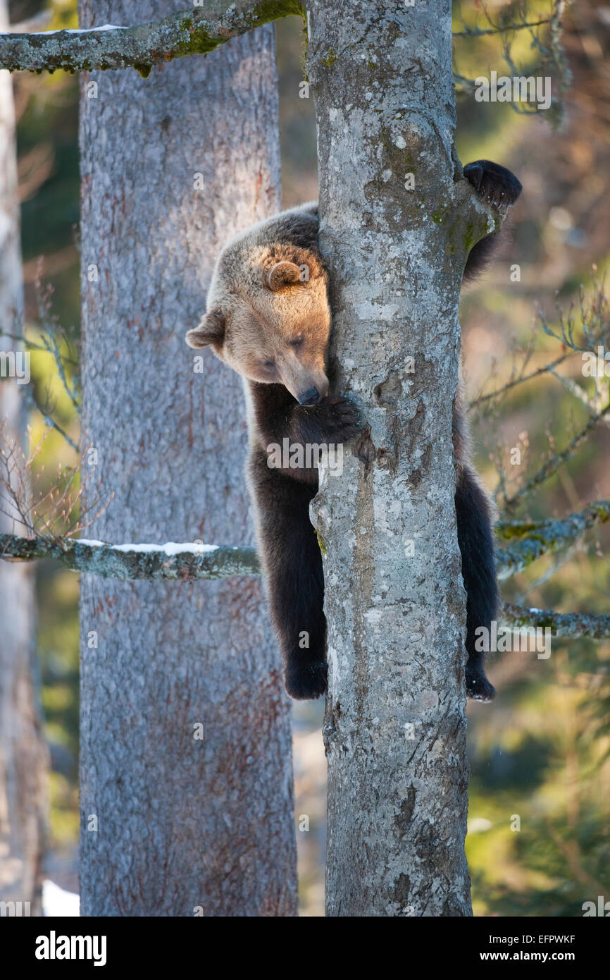 Brown bear (Ursus arctos) climbing a tree, captive, animal enclosure ...