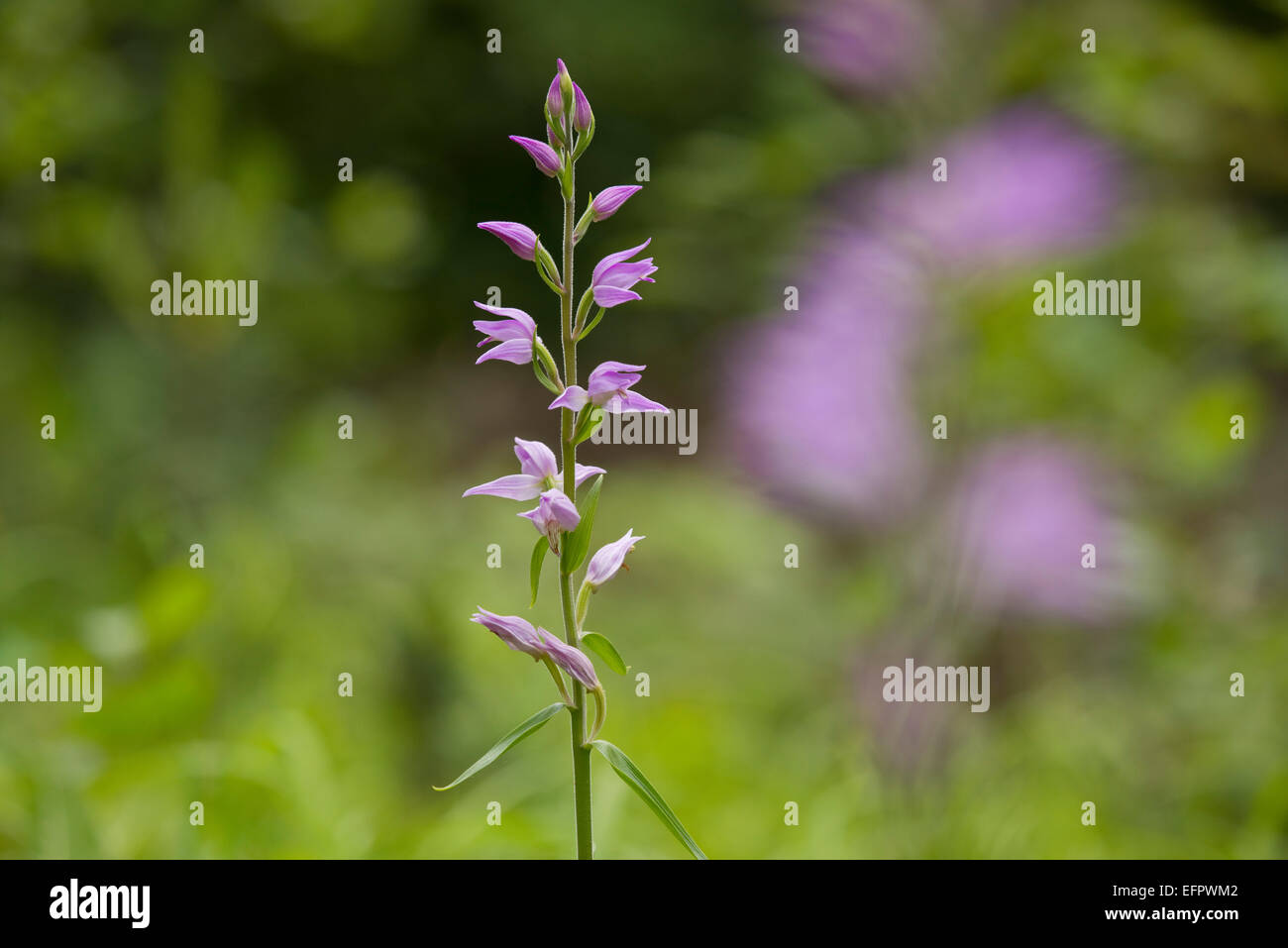 Red Helleborine (Cephalanthera rubra), flowering, Thuringia, Germany ...