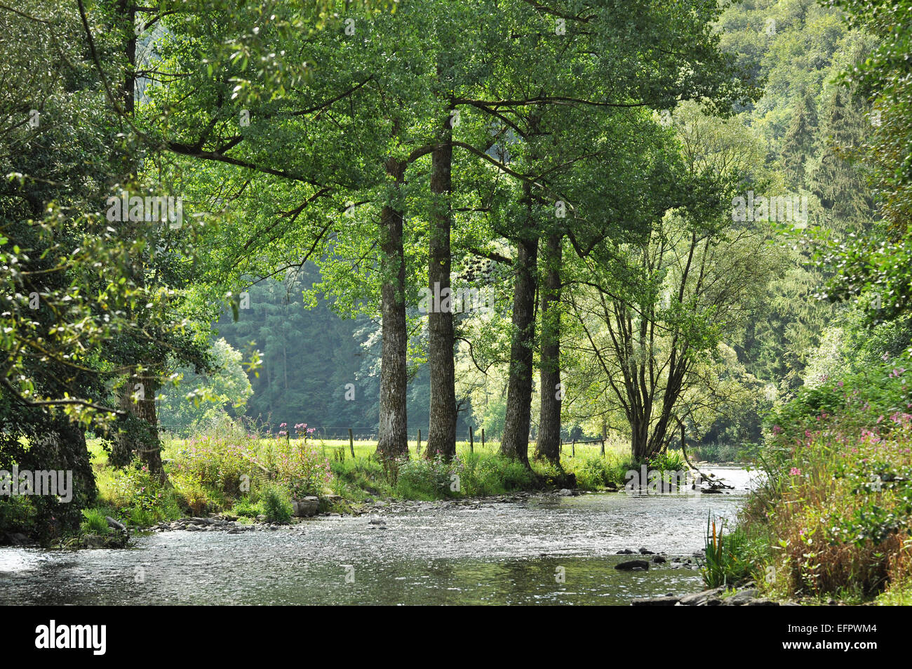 The Ambleve a river in the Ardennes of Belgium Stock Photo - Alamy
