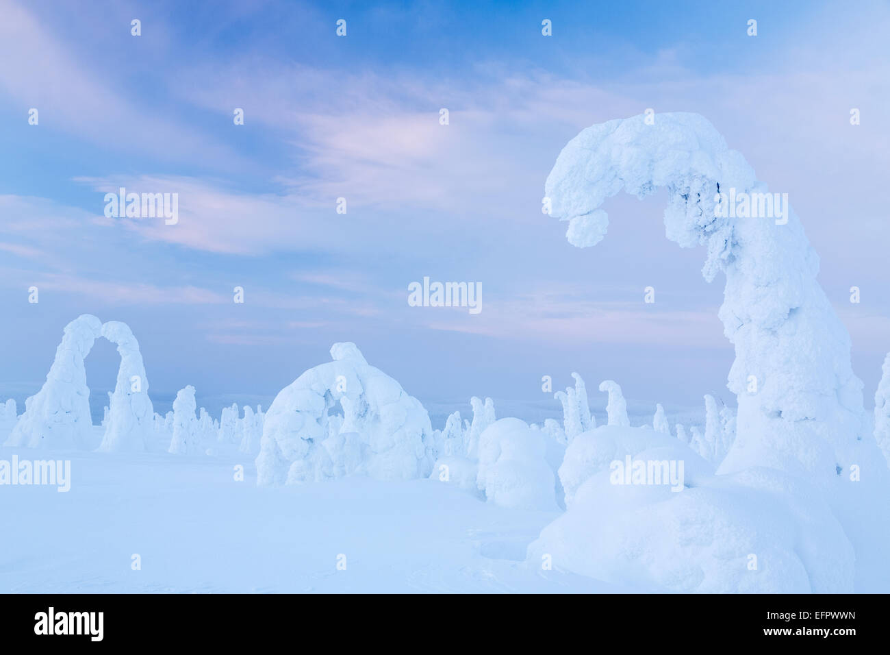 Spruce trees finland hi-res stock photography and images - Alamy
