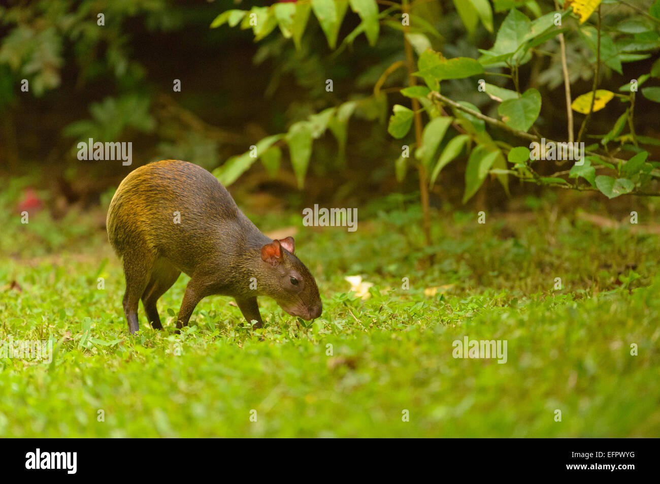 Common agouti hi-res stock photography and images - Alamy
