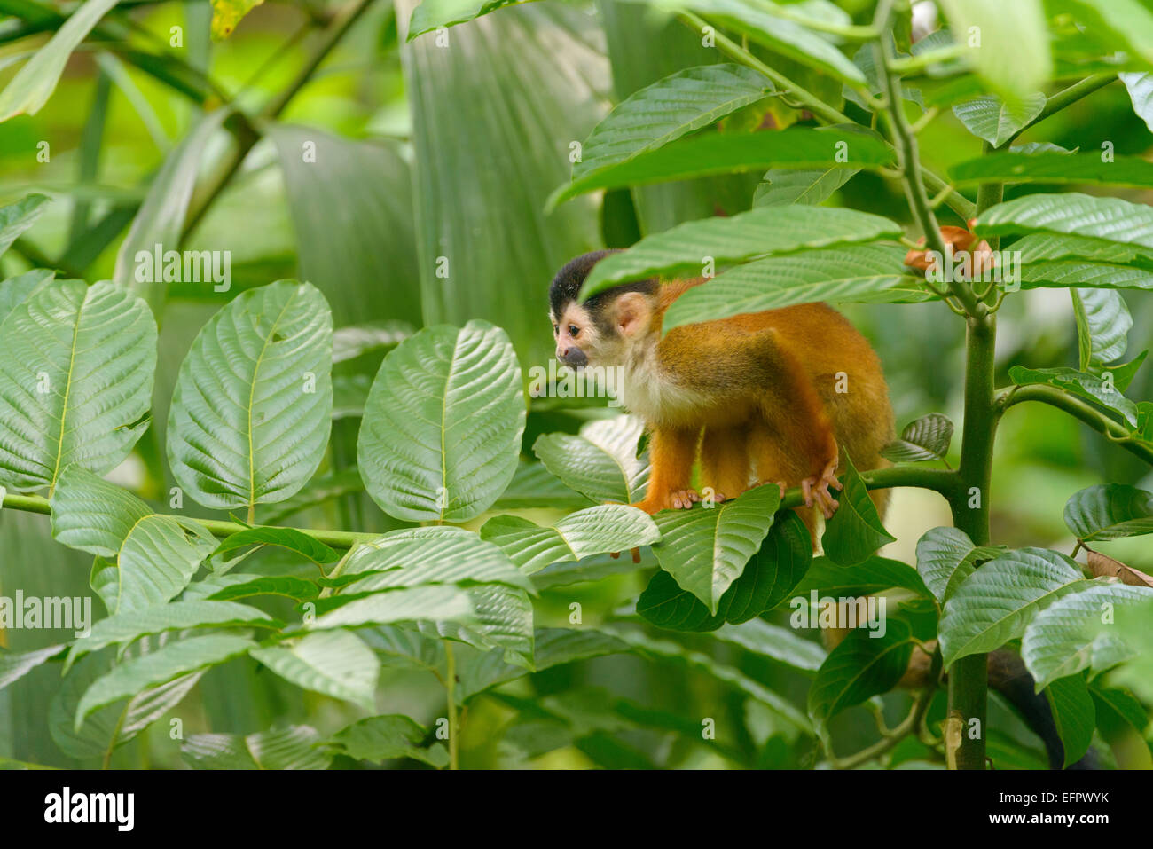 Red Backed Squirrel Monkey Predators