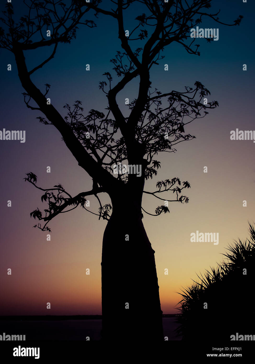 Sunset tree australia hi-res stock photography and images - Alamy