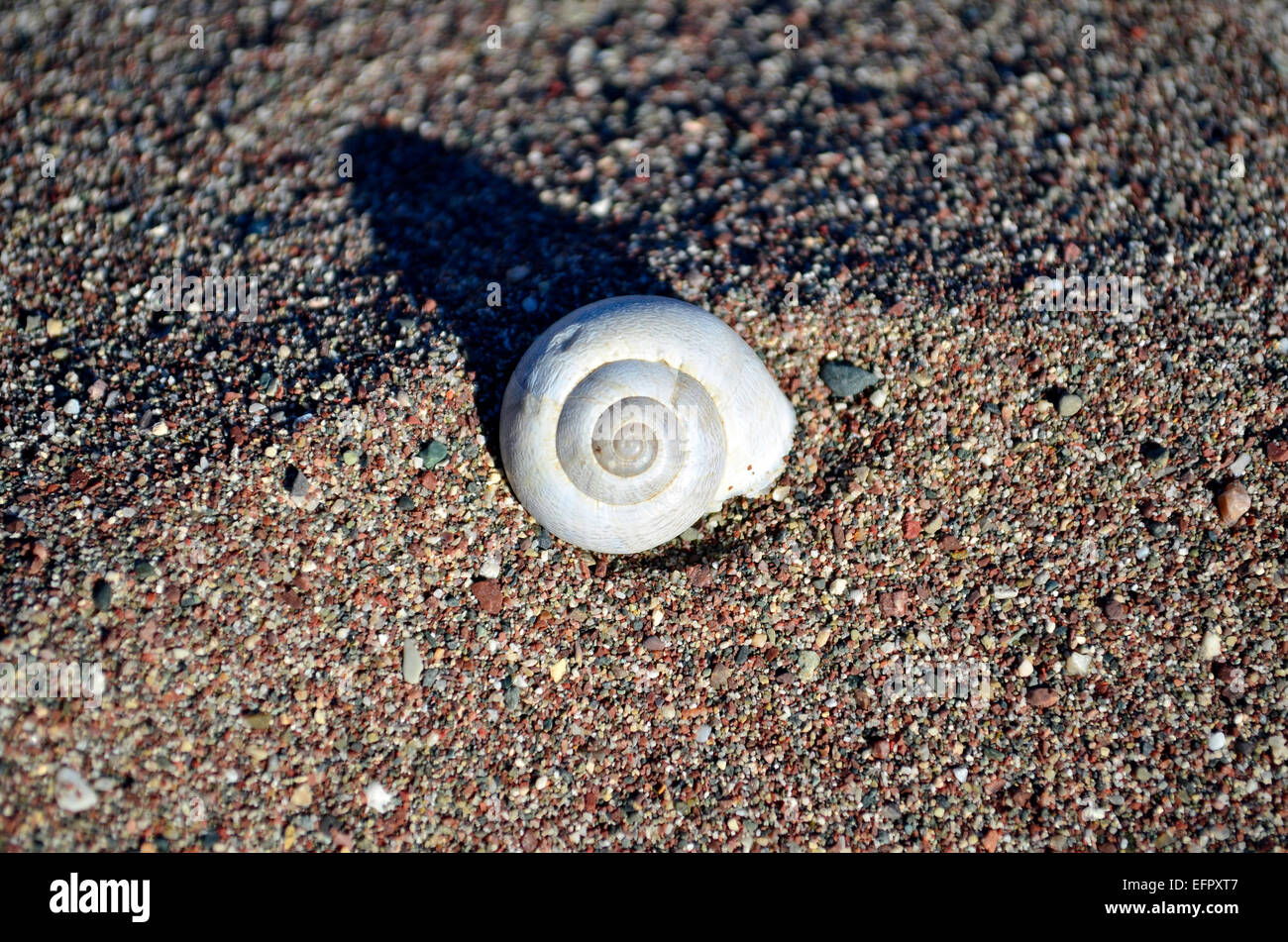 Shell Shadow High Resolution Stock Photography and Images - Alamy