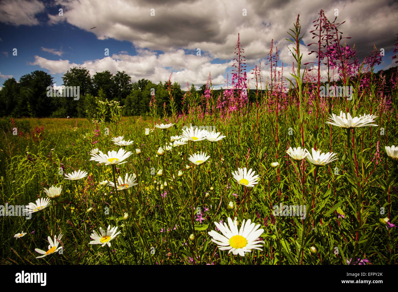 Sally bloom hi-res stock photography and images - Alamy