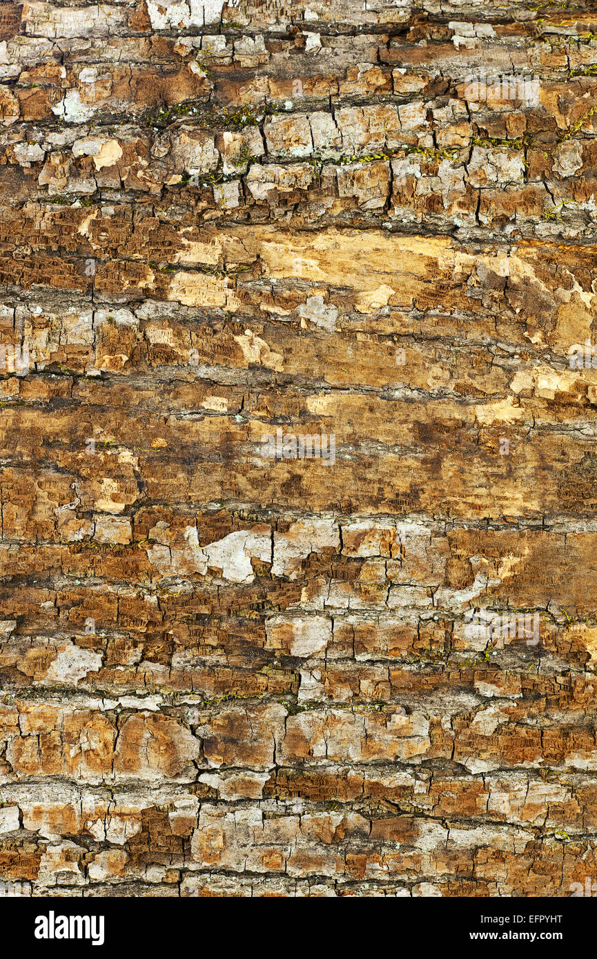 Nature oak bark for use as background. Closeup Stock Photo - Alamy